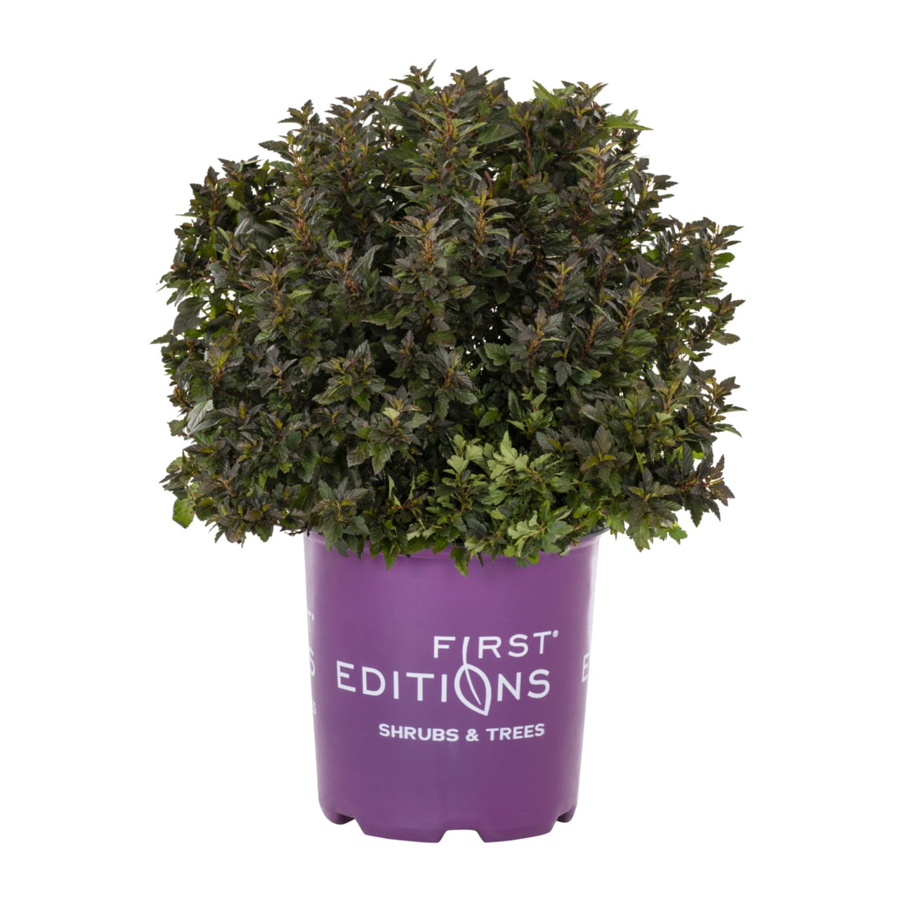 First Editions 2gal Physocarpus Ninebark Spicy Devil Live Shrub Plant ...