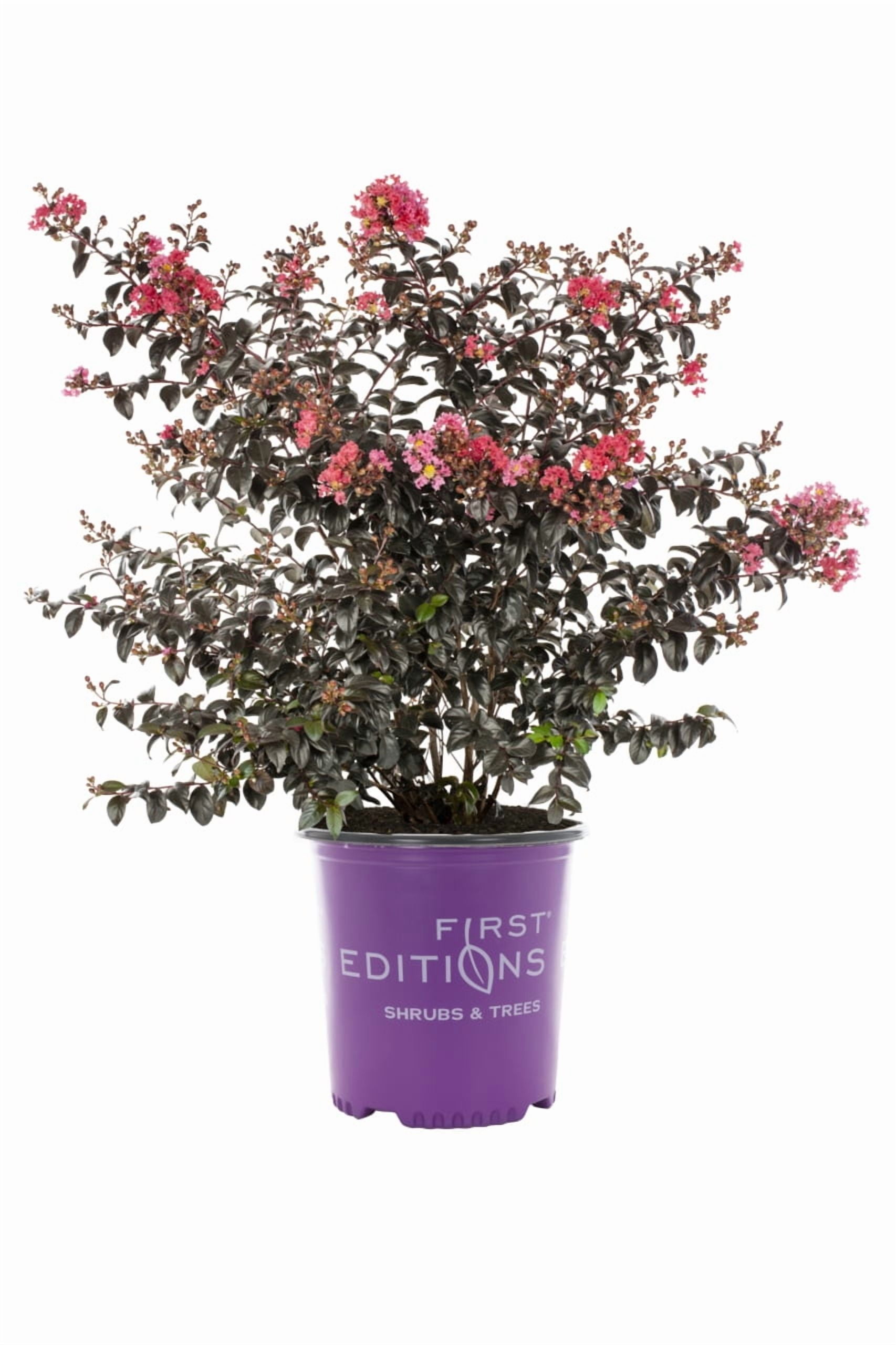 First Editions 2gal Pink Crape Myrtle Magic Shadow Live Shrub Plant Sun ...
