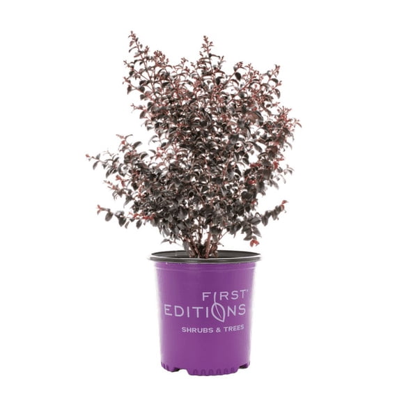 Crape Myrtle Trees in Garden Bushes - Walmart.com