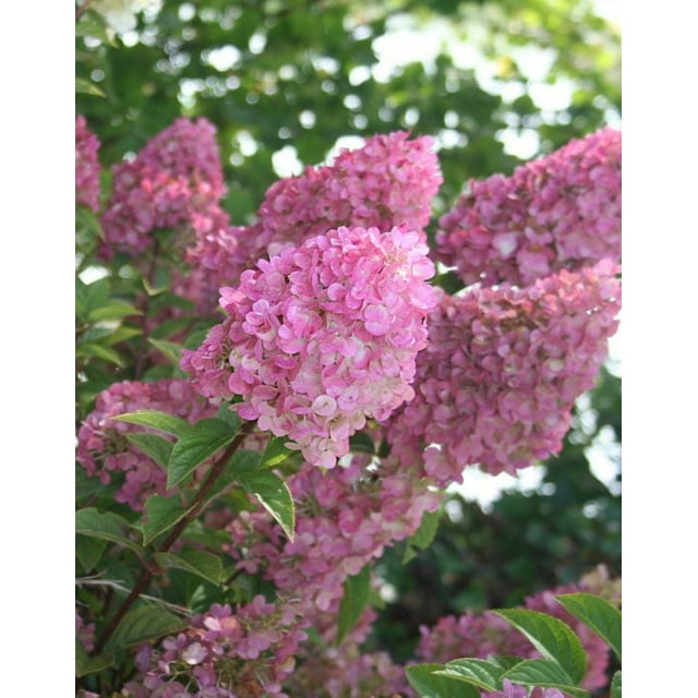 First Editions 3.25G Hydrangea Strawberry Live Plants Full Sun Pink ...