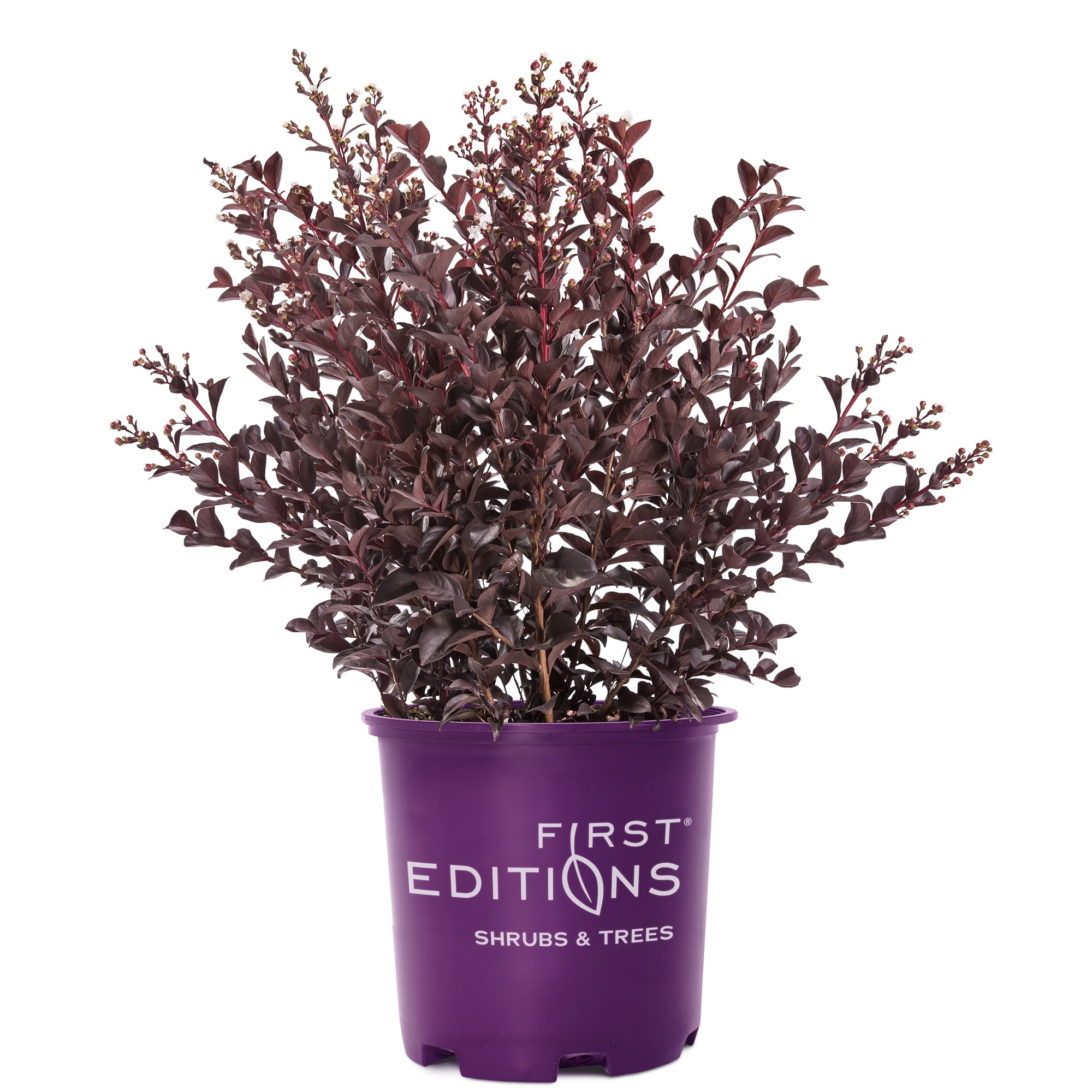 First Editions Crape Myrtle Lunar Magic Live Shrub (2 Gallon) - Walmart.com