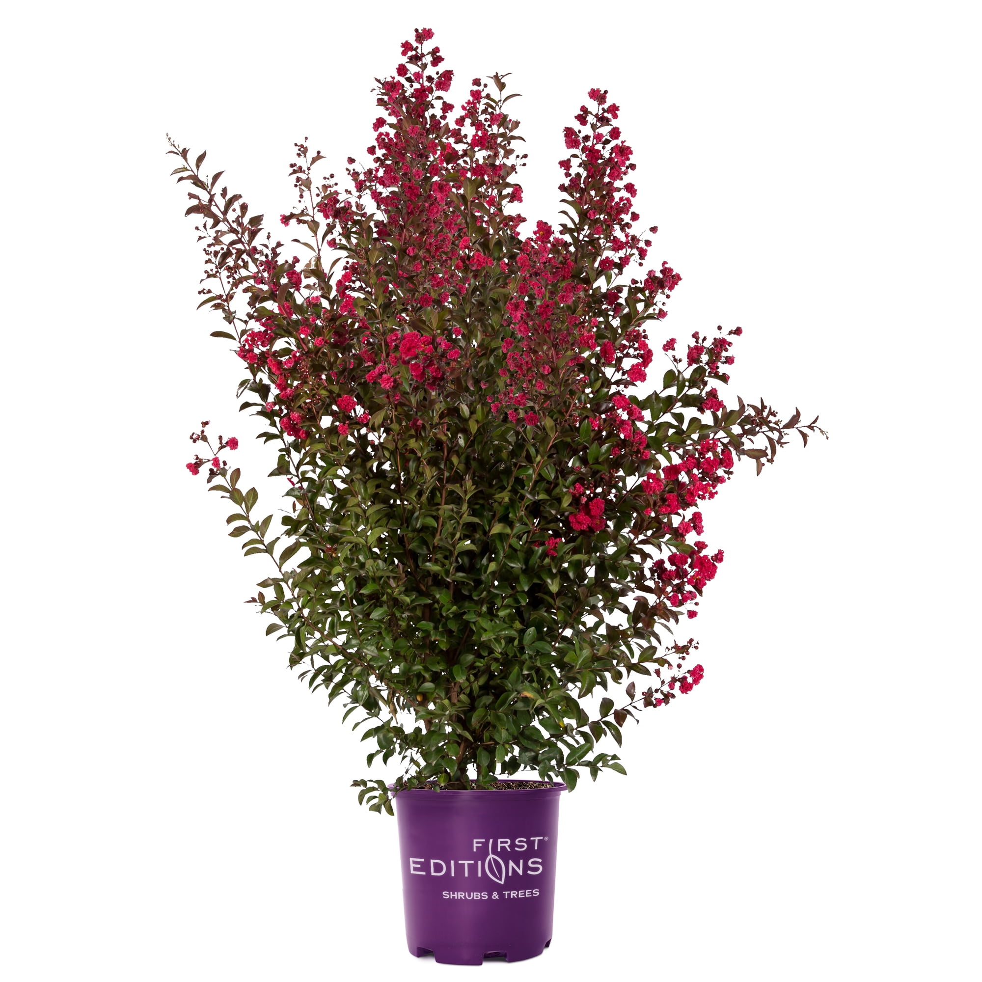 First Editions Crape Myrtle Ruffled Red Magic Live Shrub in 2-Gallon ...