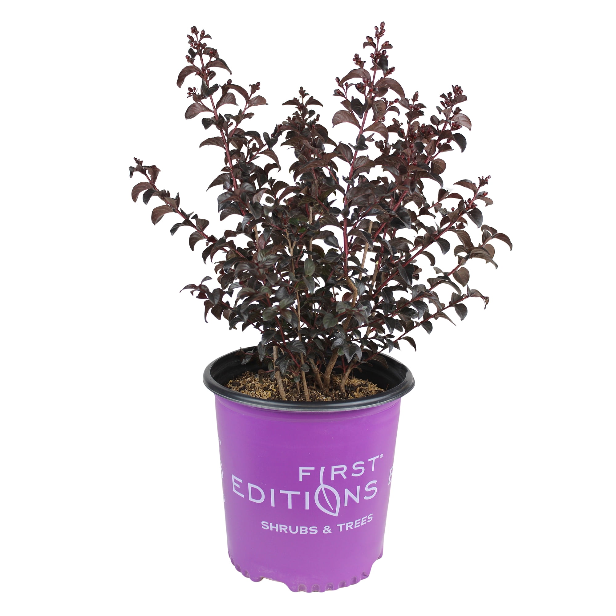 First Editions Crape Myrtle 'Shadow Magic', 2-Gallon Pot, Full Sun ...
