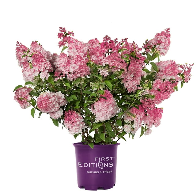 First Editions Hydrangea Spring Sizzle Live Shrub (2 Gallon) - Walmart.com
