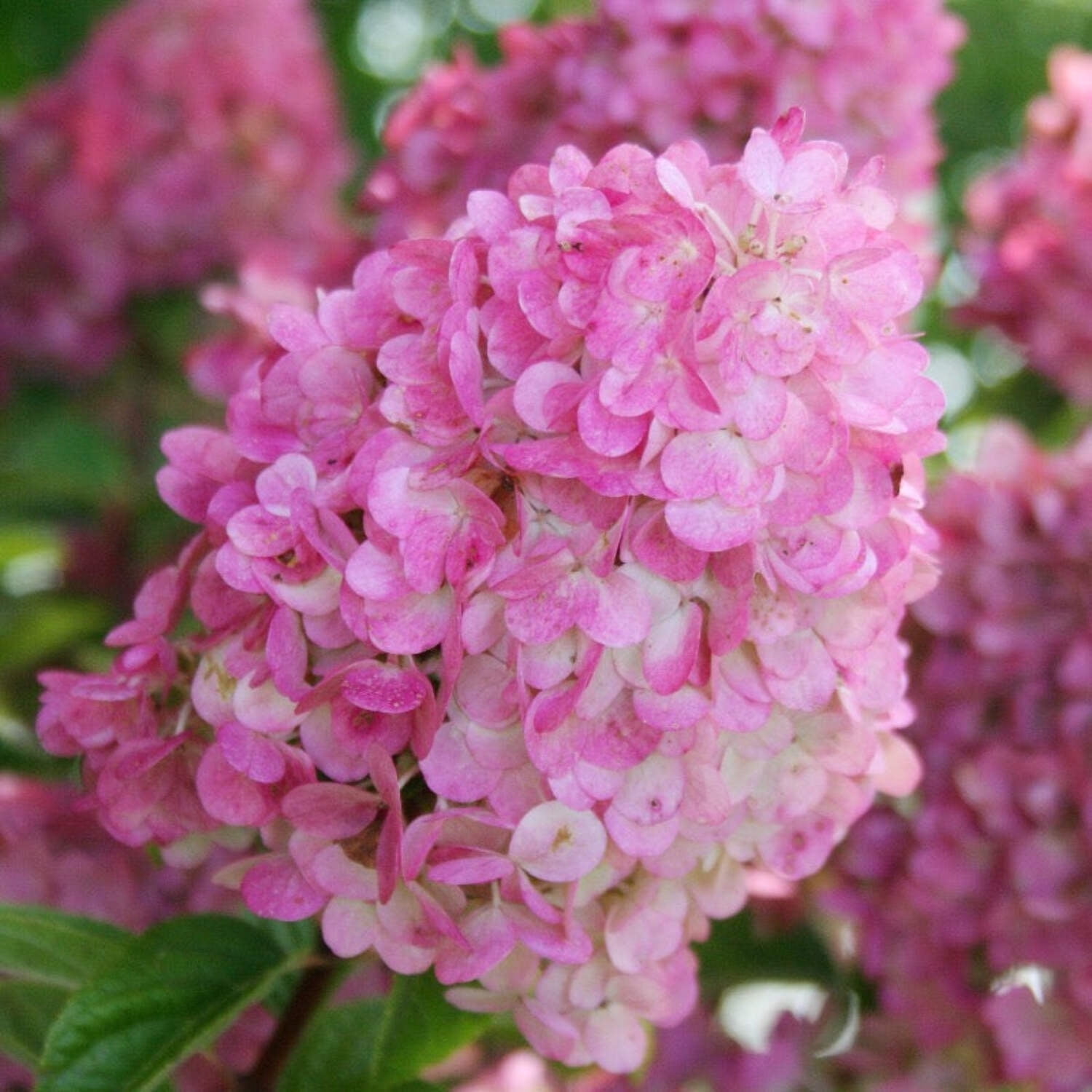 First Editions® Strawberry Sundae® Hydrangea - 3 Gallon Pot - Walmart.com