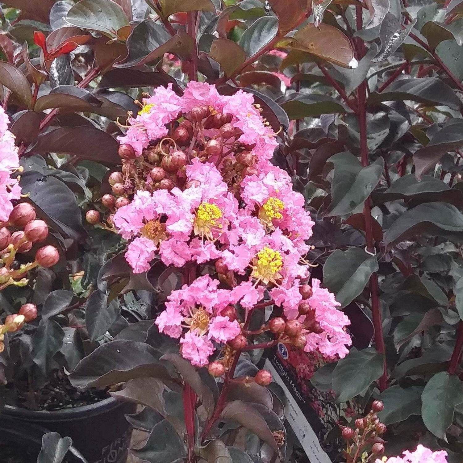 GoBuyPlants - First Editions® Twilight Magic™ Crape Myrtle - 3 Gallon Pot - Walmart.com