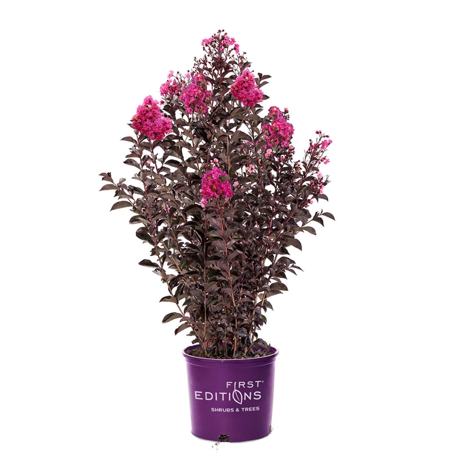 First Editions® Twilight Magic™ Crape Myrtle - Lagerstroemia 'PIILAG ...