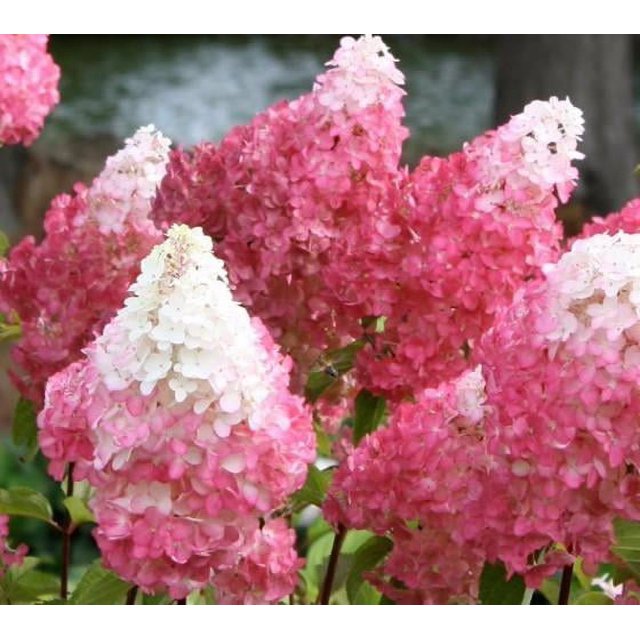 First Editions® Vanilla Strawberry™ Hydrangea Plant - Full Gallon Pot ...