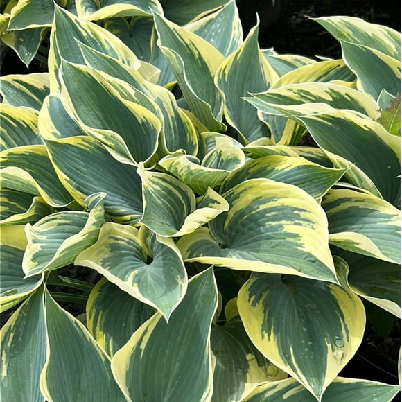 Full Sun Hosta