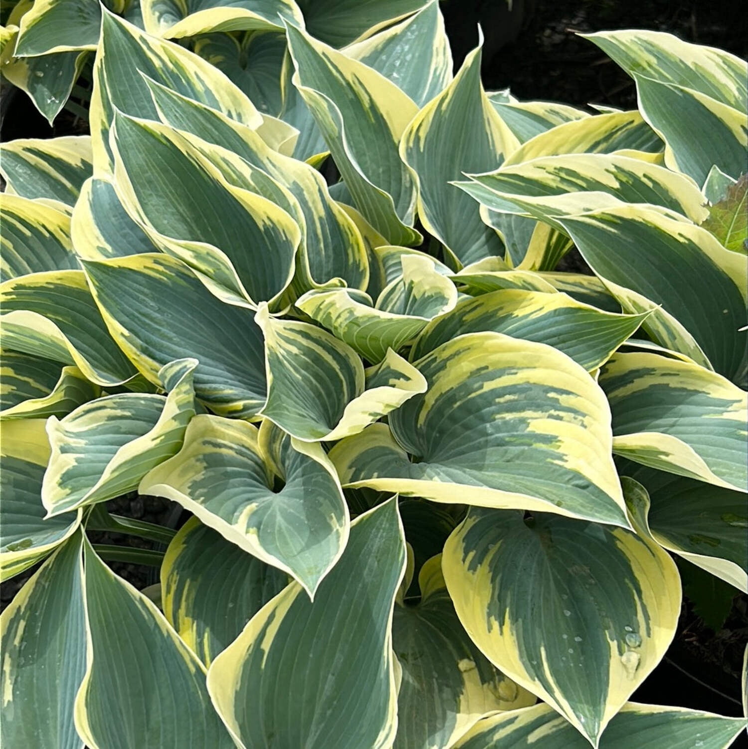 Hosta First Frost - 1 Gallon Pot, Live Perennial Shrub, Part Sun ...