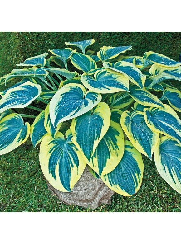 Hosta Plants in Perennials - Walmart.com