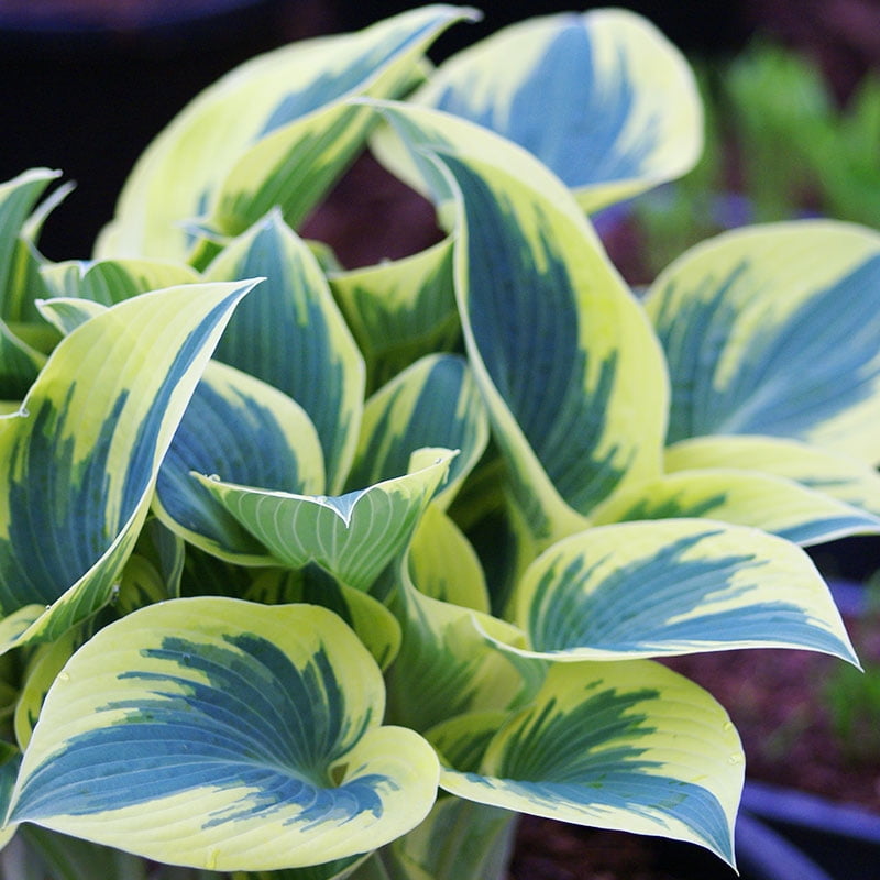 Award-Winning First Frost Hosta - Medium Size, Bluish Green Leaves with ...