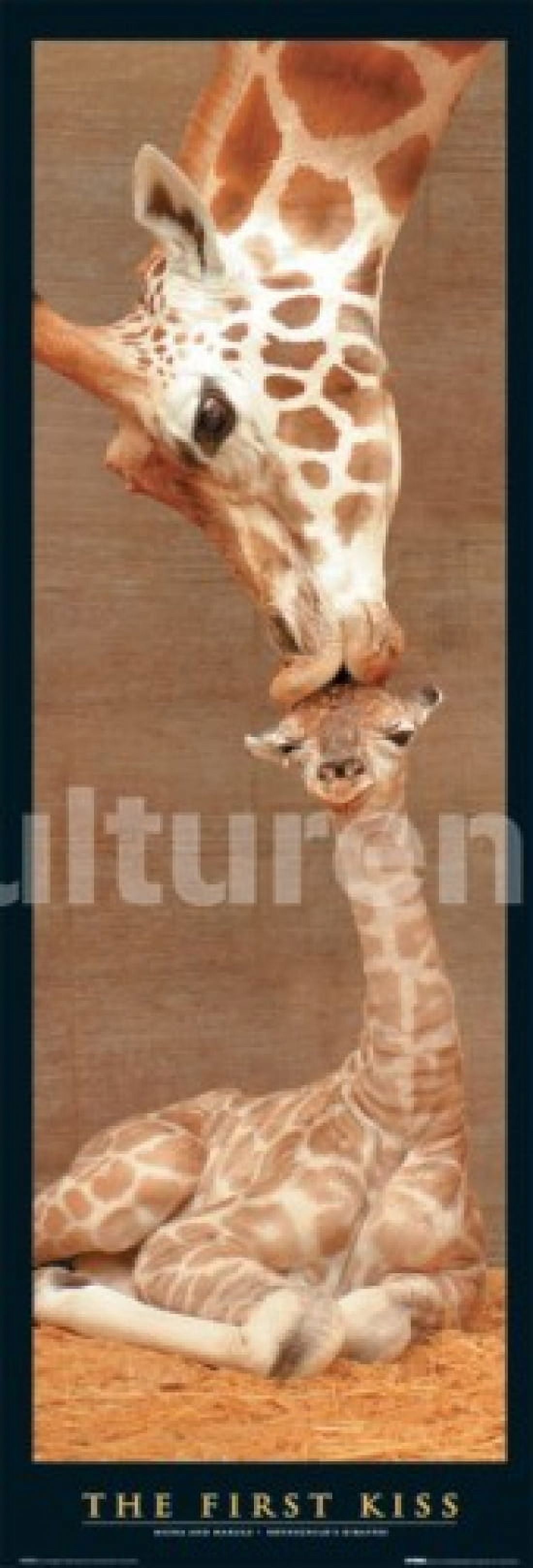 First Kiss - Giraffes Poster (36 X 12) - Walmart.com