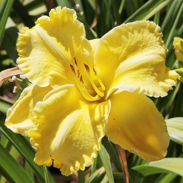 First Knight Daylily Flower Root - Attracts Butterflies and ...