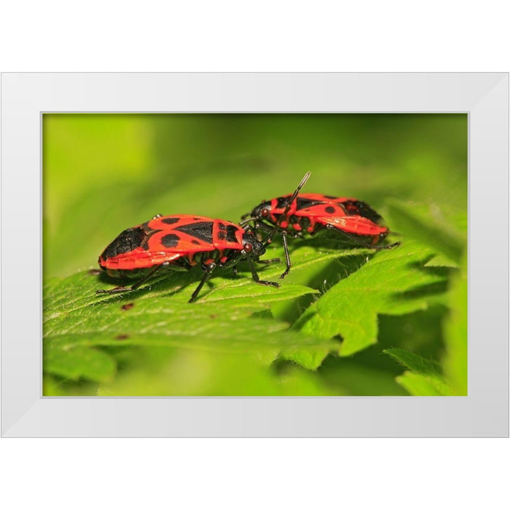 Fischer, Rolf 18x13 White Modern Wood Framed Museum Art Print Titled ...