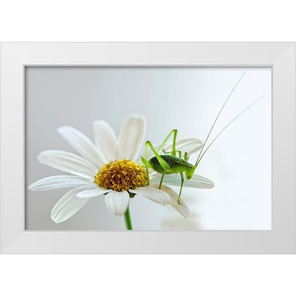 Fischer, Rolf 18x13 White Modern Wood Framed Museum Art Print Titled ...