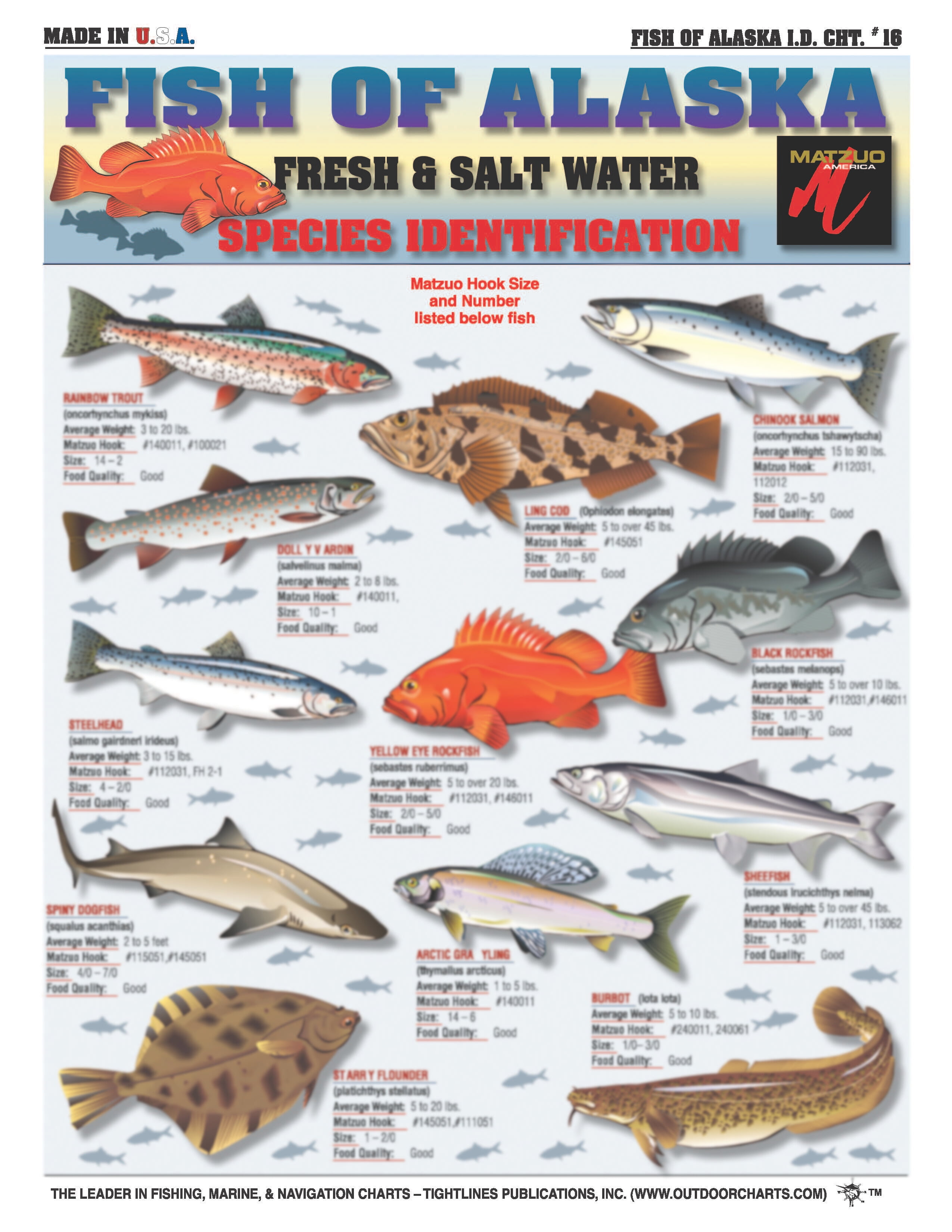 Saltwater Fish Species