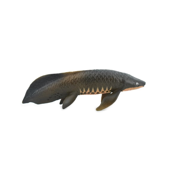 Fish, Arapaima gigas, Piraucu, Amazon, Rubber Fish, Hand Painted ...