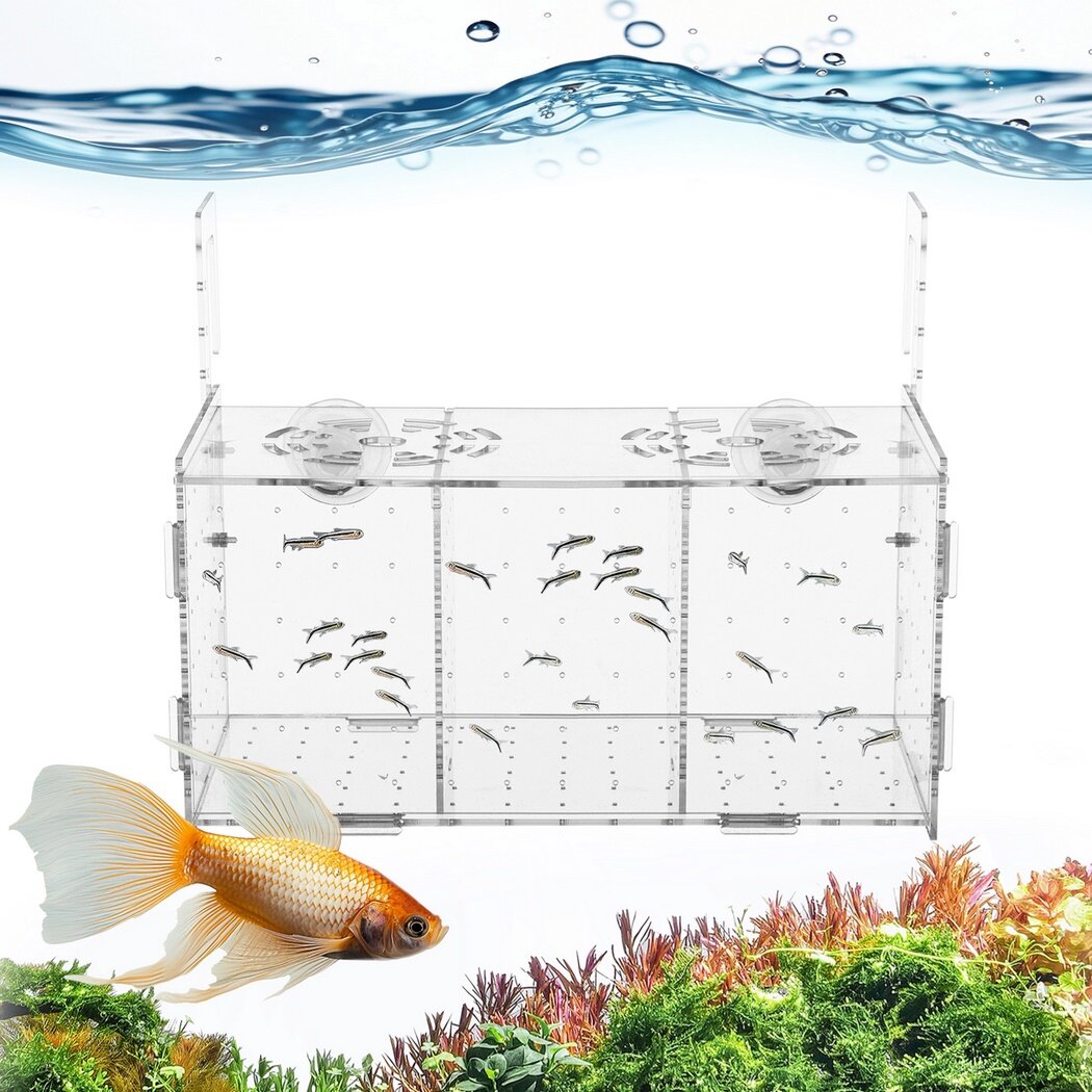 Tank Aquarium Box Hatchery Breeding Isolation Incubator Acclimation ...