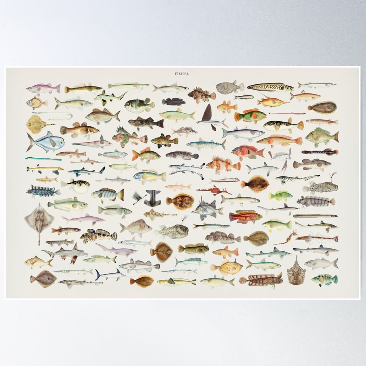 Fish Chart Poster Wall Art, Modern Wall Decor For Living Room Bedroom ...