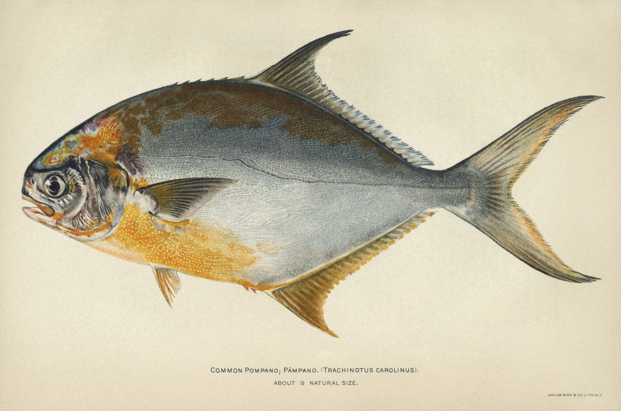 Fish: Florida Pompano. /Nflorida, Or Common, Pompano (Trachinotus ...