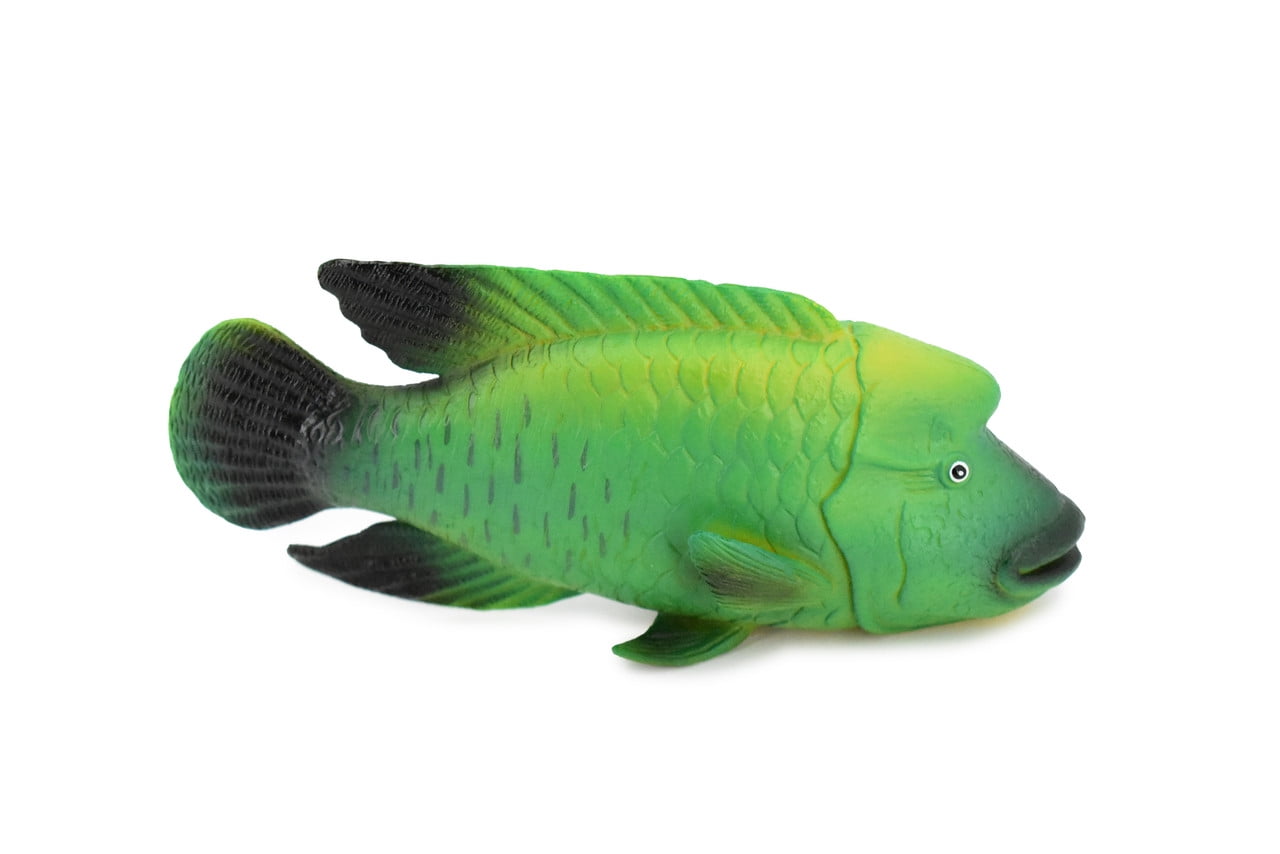 Fish, Green Humphead Wrasse, Museum Quality, Hand Painted, Rubber Fish, Realistic Toy Figure ...