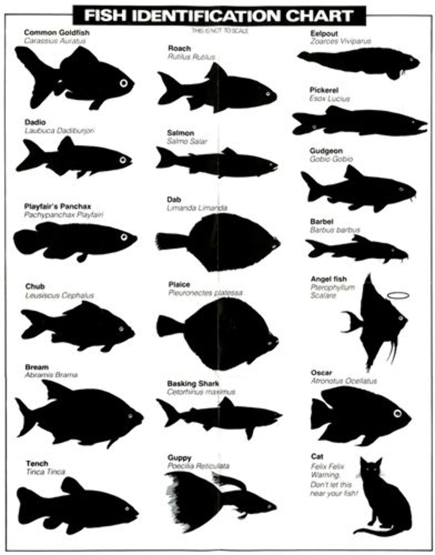 Fish Identification Chart Glossy Poster Picture Photo Funny Cat Fishing ...