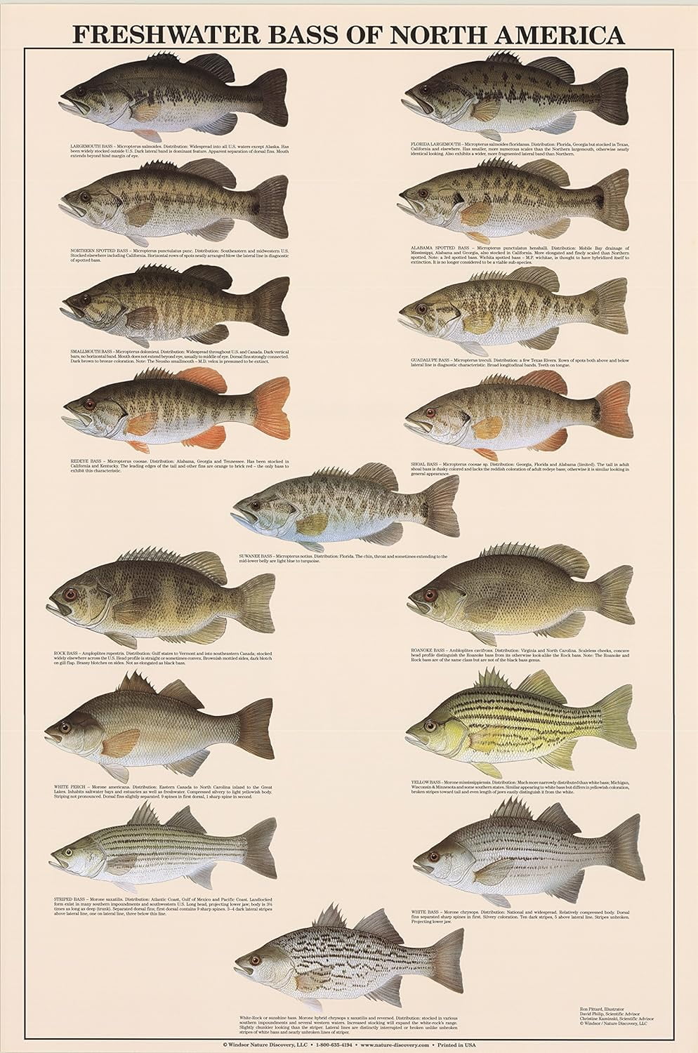 Fish Poster | Bass Identification Chart | Gamefish Fishing Wall Decor ...