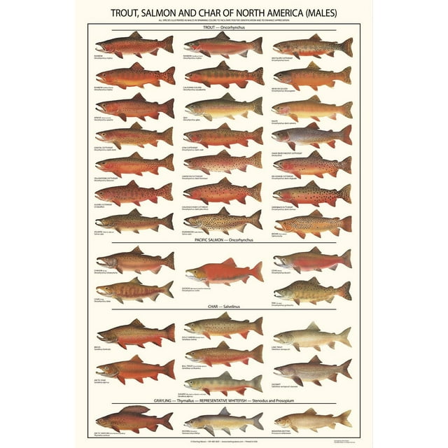 Charting Nature Trout, Salmon and Char Identification Wall Art 24" x 36 ...