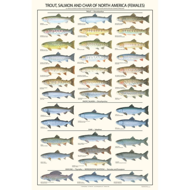 Fish Poster: Trout, Salmon and Char Poster and Identification Chart ...
