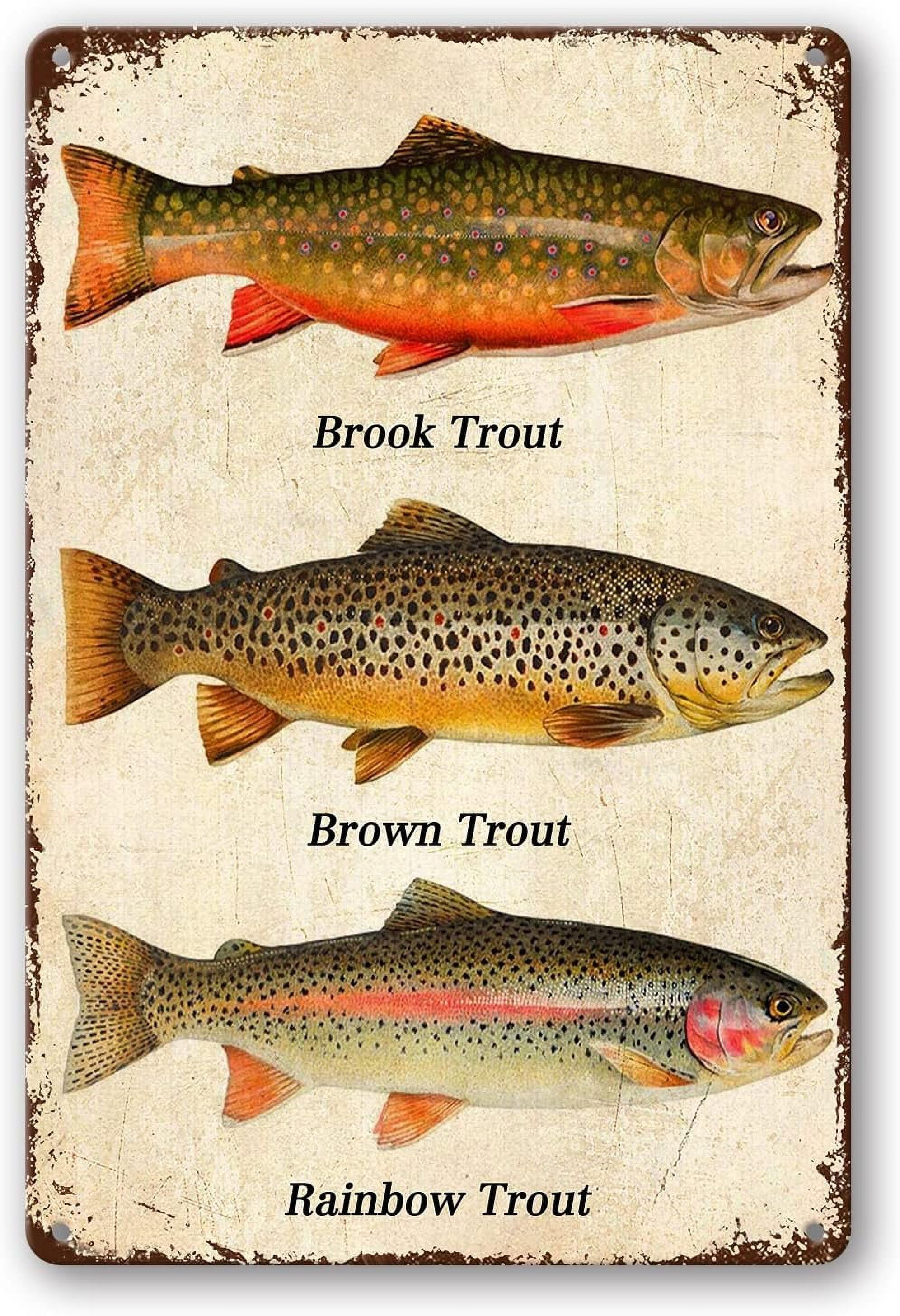 Fish Rainbow Trout Brook Trout Brown Trout Metal Tin Signs, Vintage ...