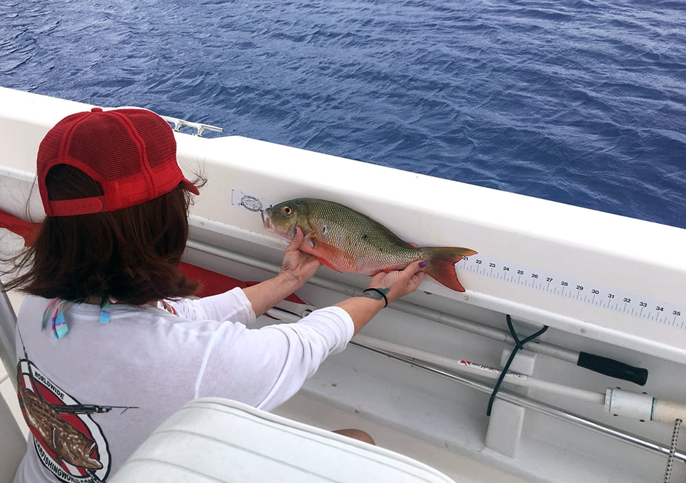 Fish Ruler Sticker/Decal for Fishing or Spearfishing Boat Canoe or ...