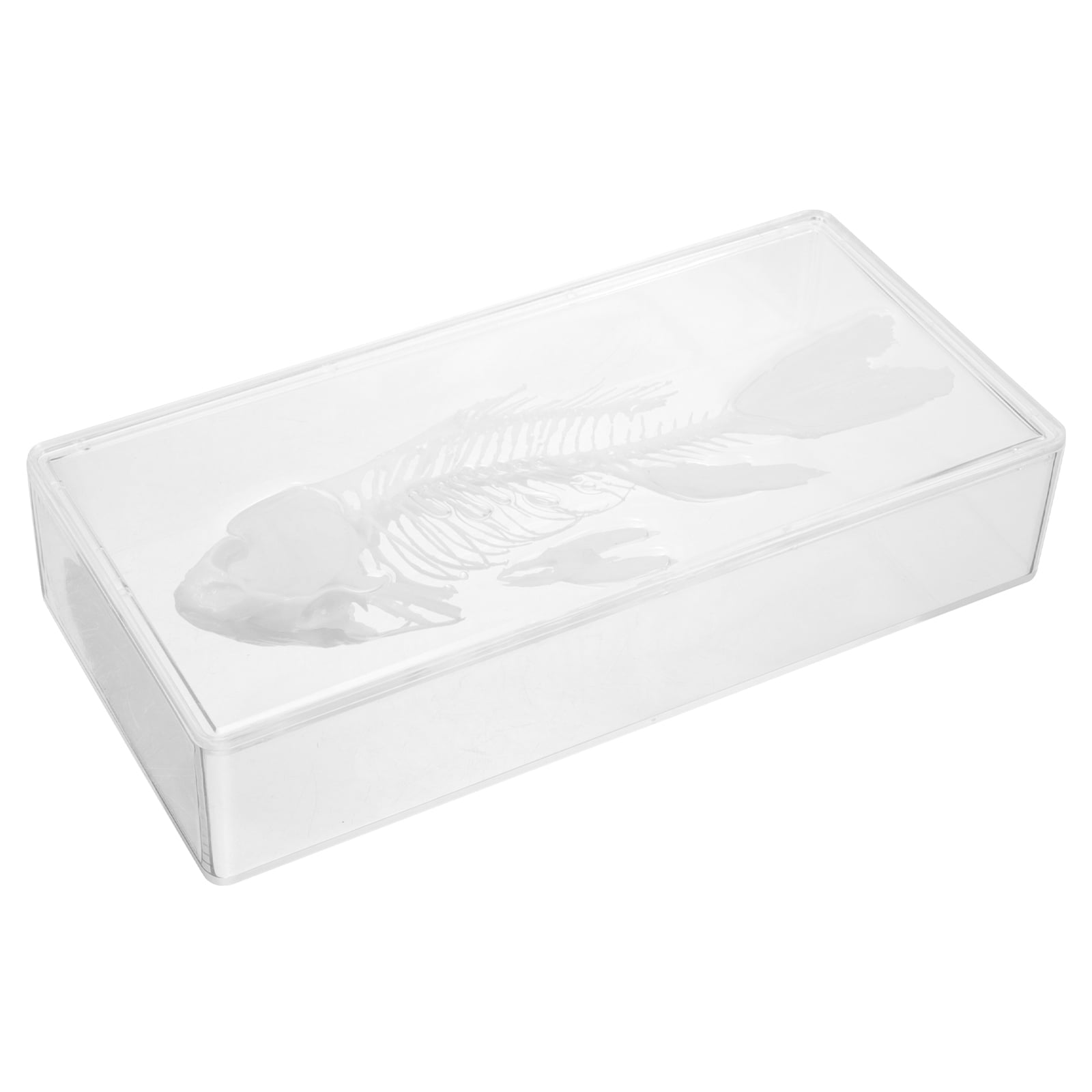 Fish Skeleton Specimen Bone Prop Lifelike Model Aquarium Specimens ...
