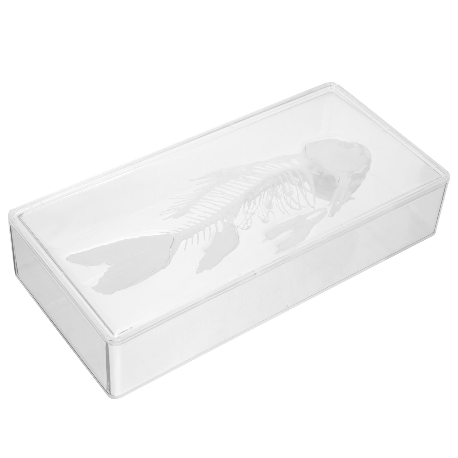 Fish Skeleton Specimen Realistic Fish Skeleton Model Aquarium Fish ...