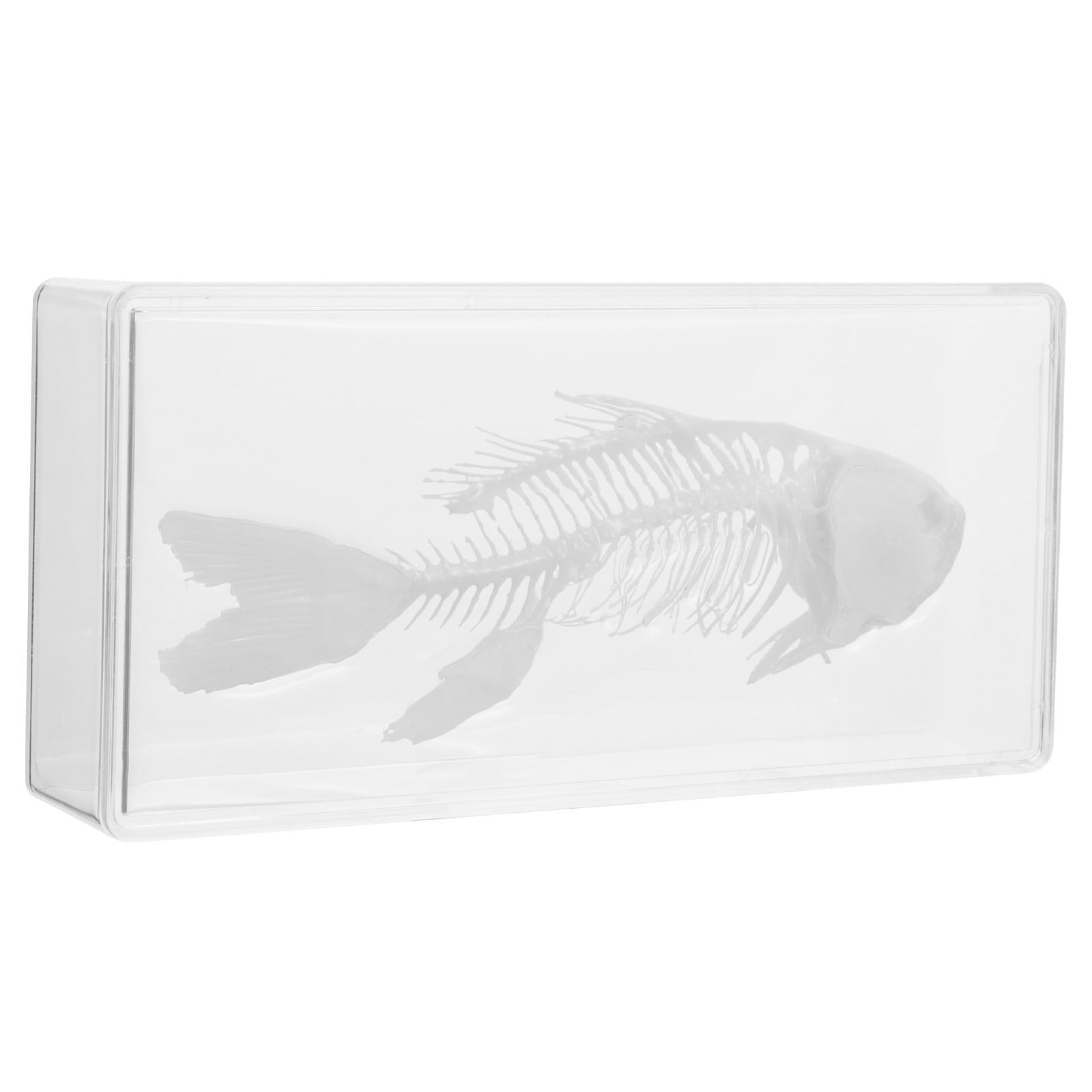 Fish Skeleton Specimen Toys Fish Bone Specimen Teaching Tool Preserved ...