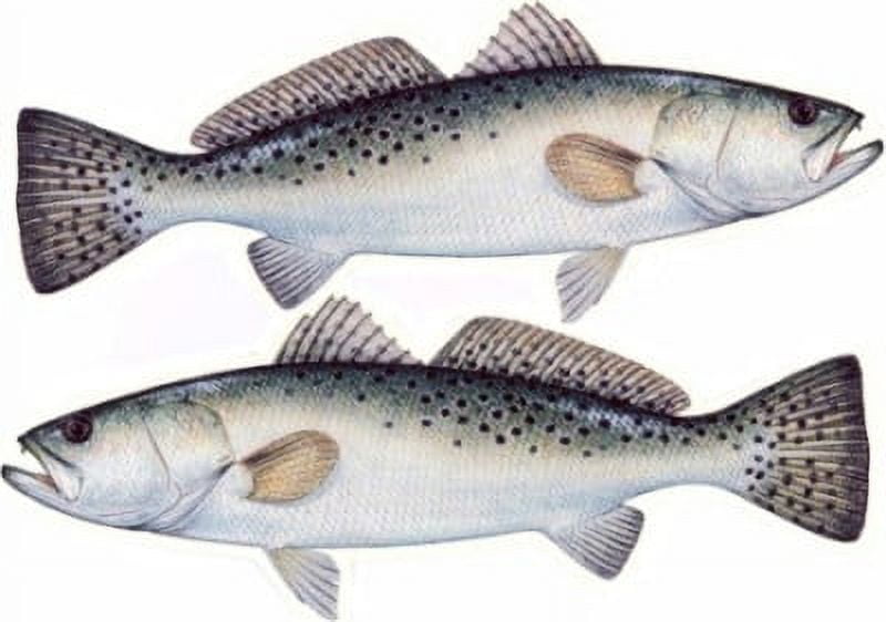 Fish Stix Sea Trout Sticker Twin Pack - Walmart.com