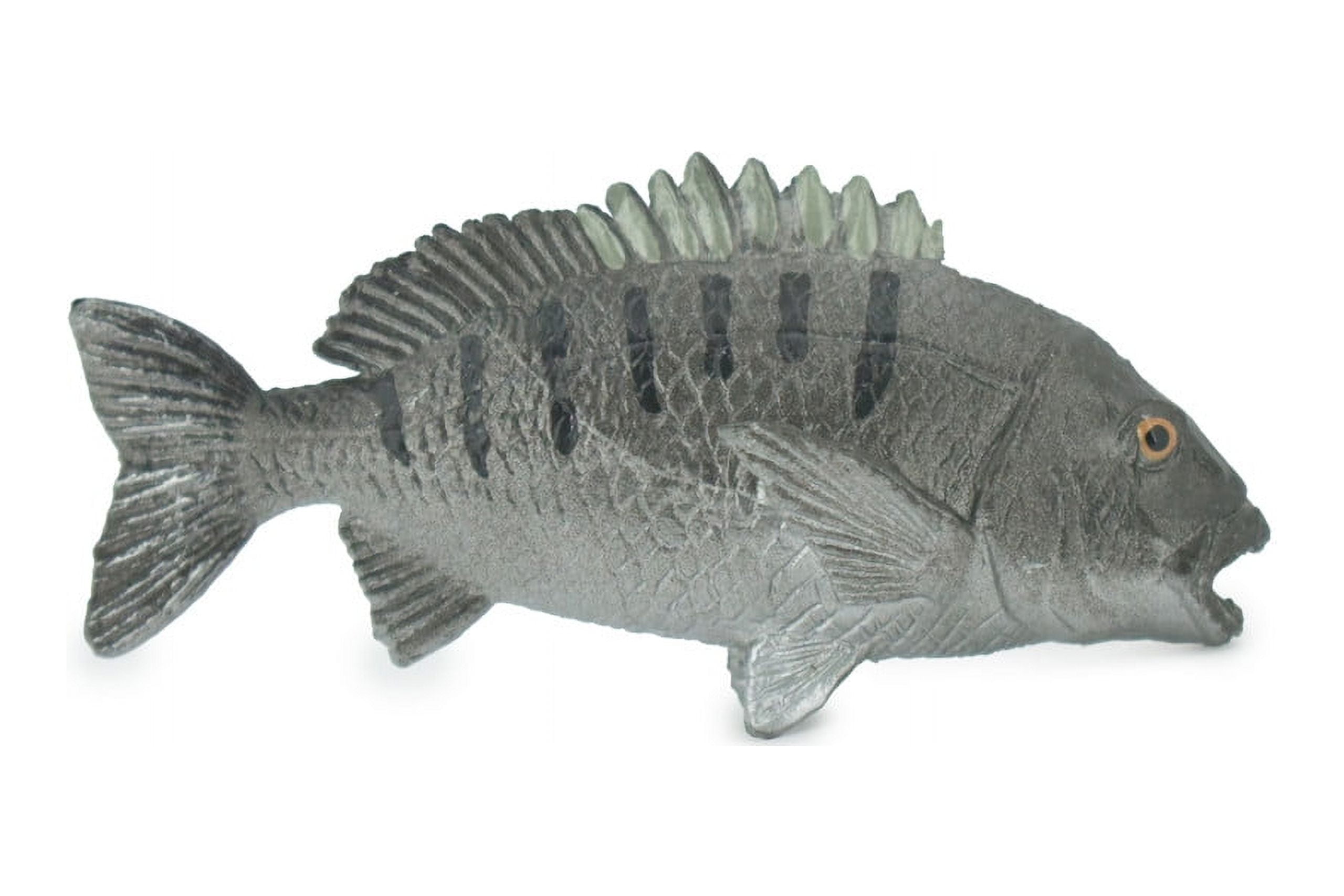 Fish, Tilapia, Cichlid, Nile Perch, Museum Quality, Hand Painted ...