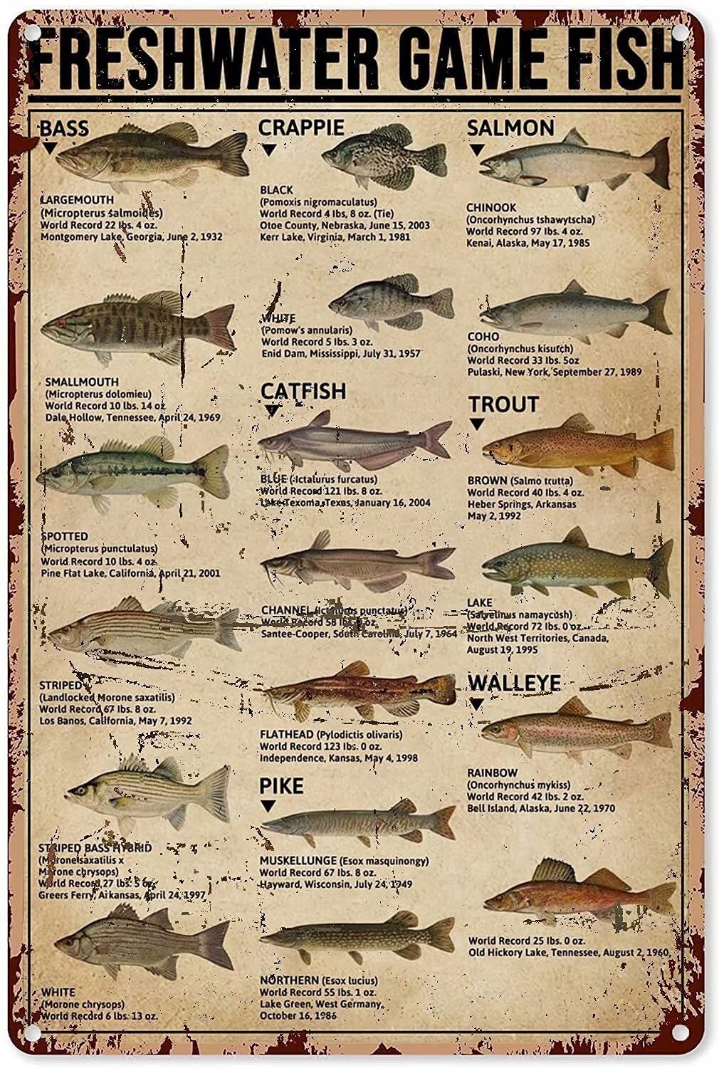 Fish poster,Freshwater Game Fish,Wall Decor Poster Home Bedroom Kitchen ...