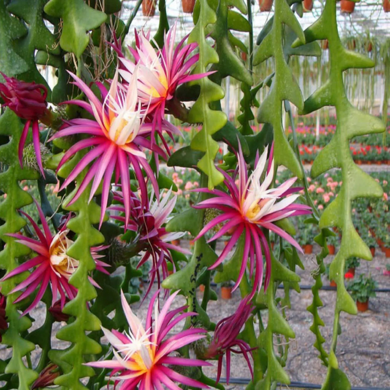 Fishbone Cactus Plant, Live Epiphyllum Ric Rac Cactus Plant, Zig Zag ...