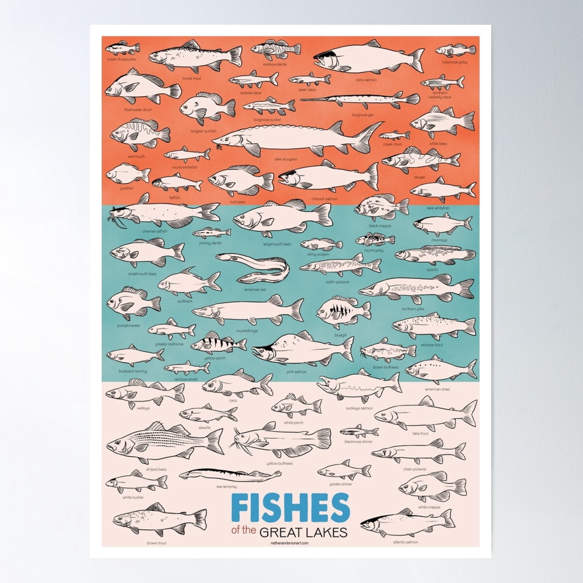 Fishes Of The Great Lakes Poster Wall Art, Modern Wall Decor For Living ...
