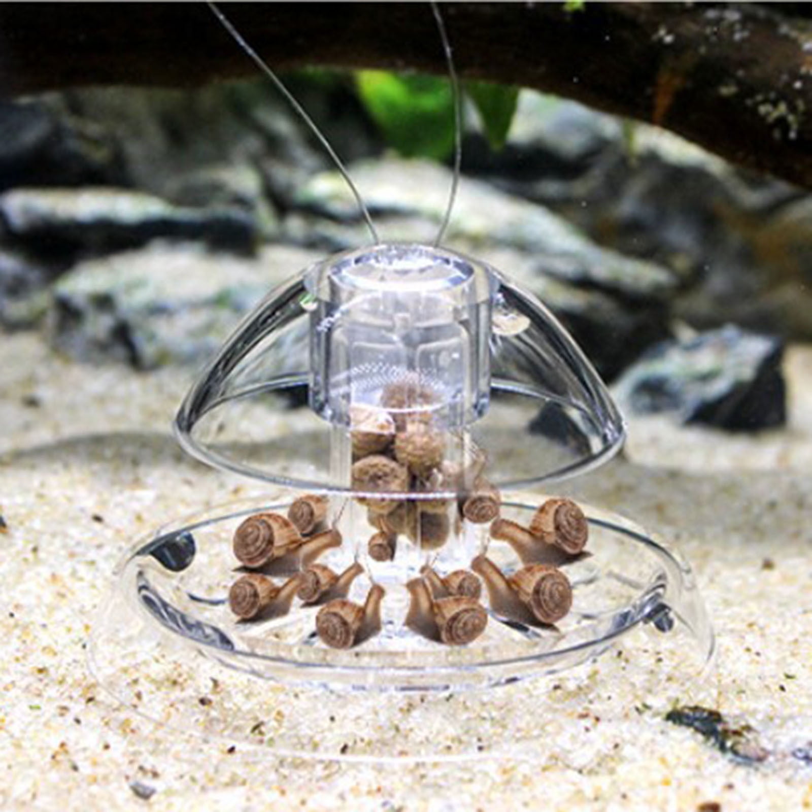 Fishing Gear Clear Trap for Aquarium Fish Tank Planarian and Leech ...