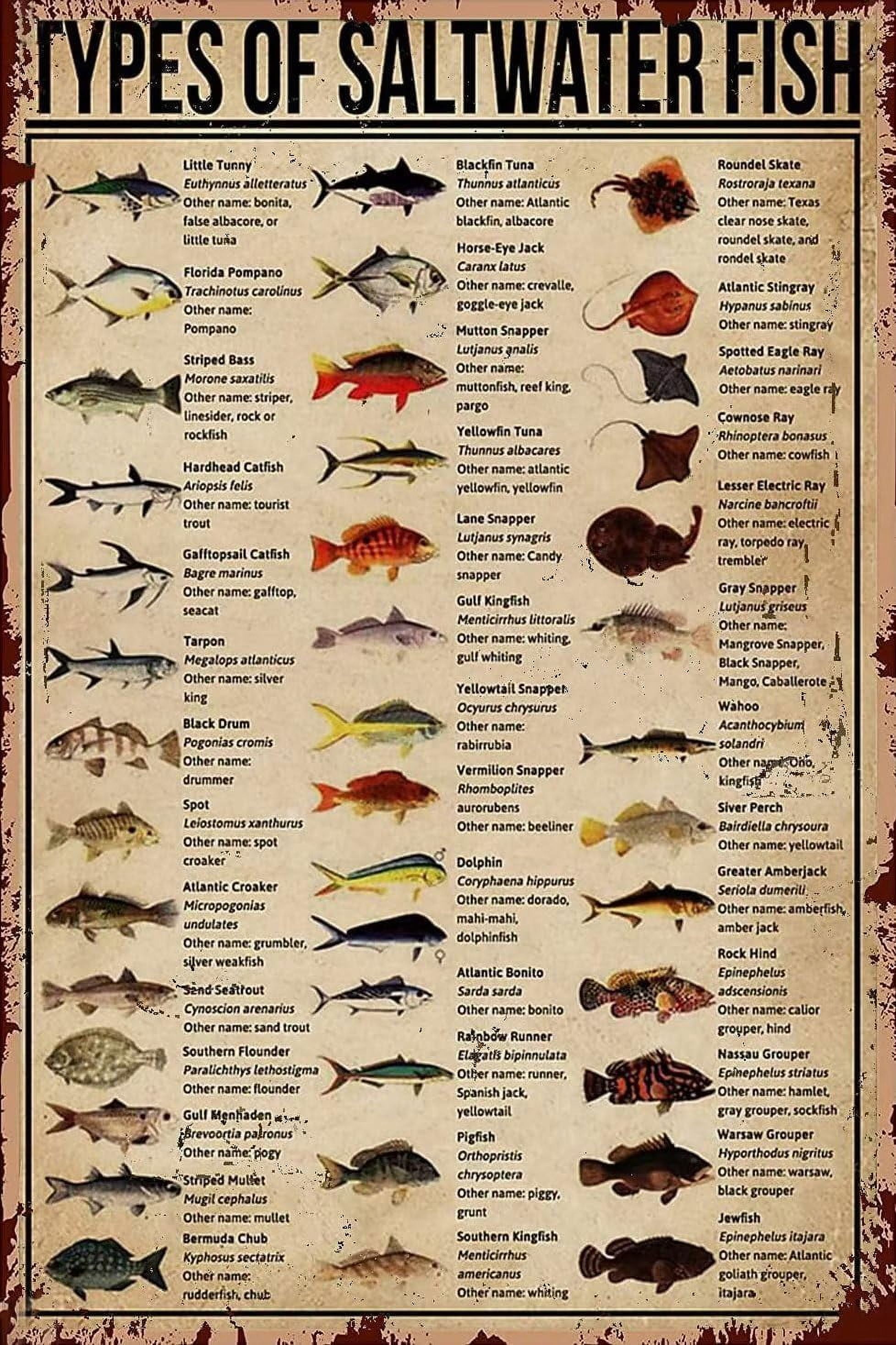 Fishing Diamond Painting Kits For Adults,Types Of Saltwater Fish ...