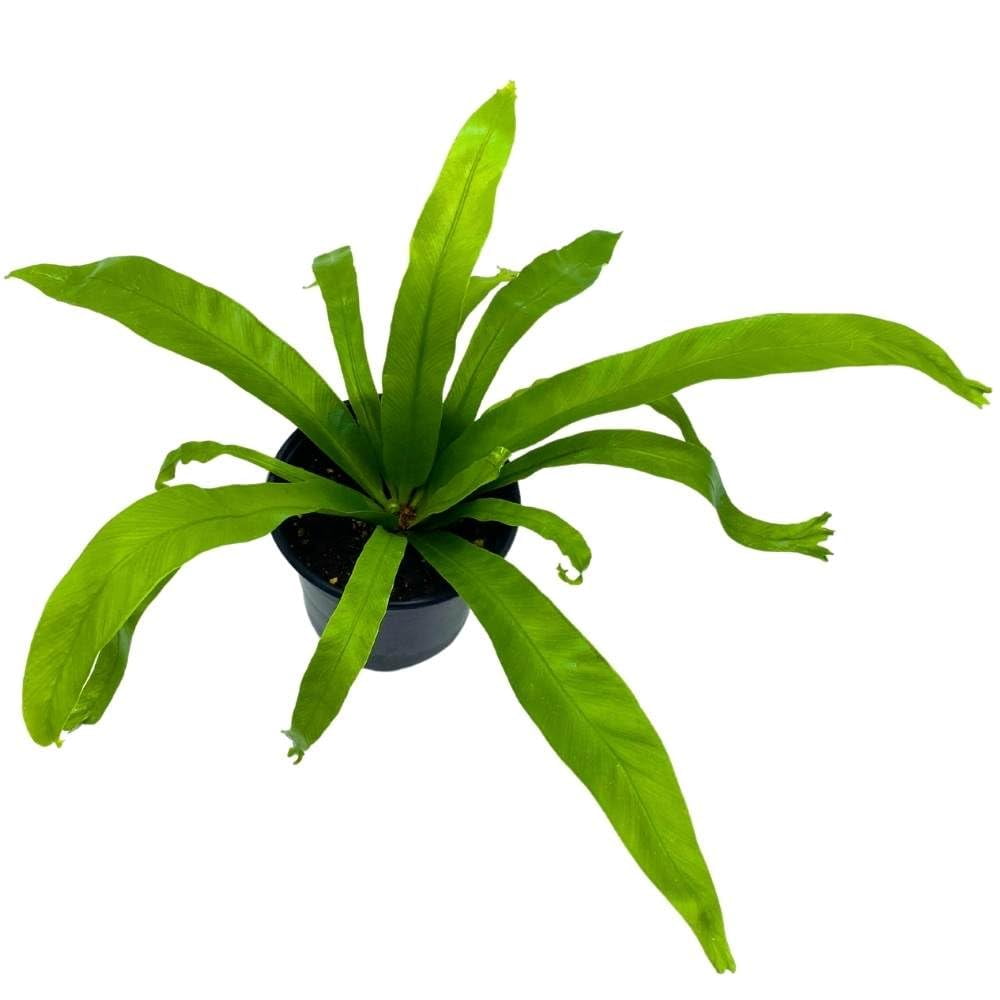 Fishtail Fern 4 inch Microsorum punctatum Forked Tips Grandiceps ...