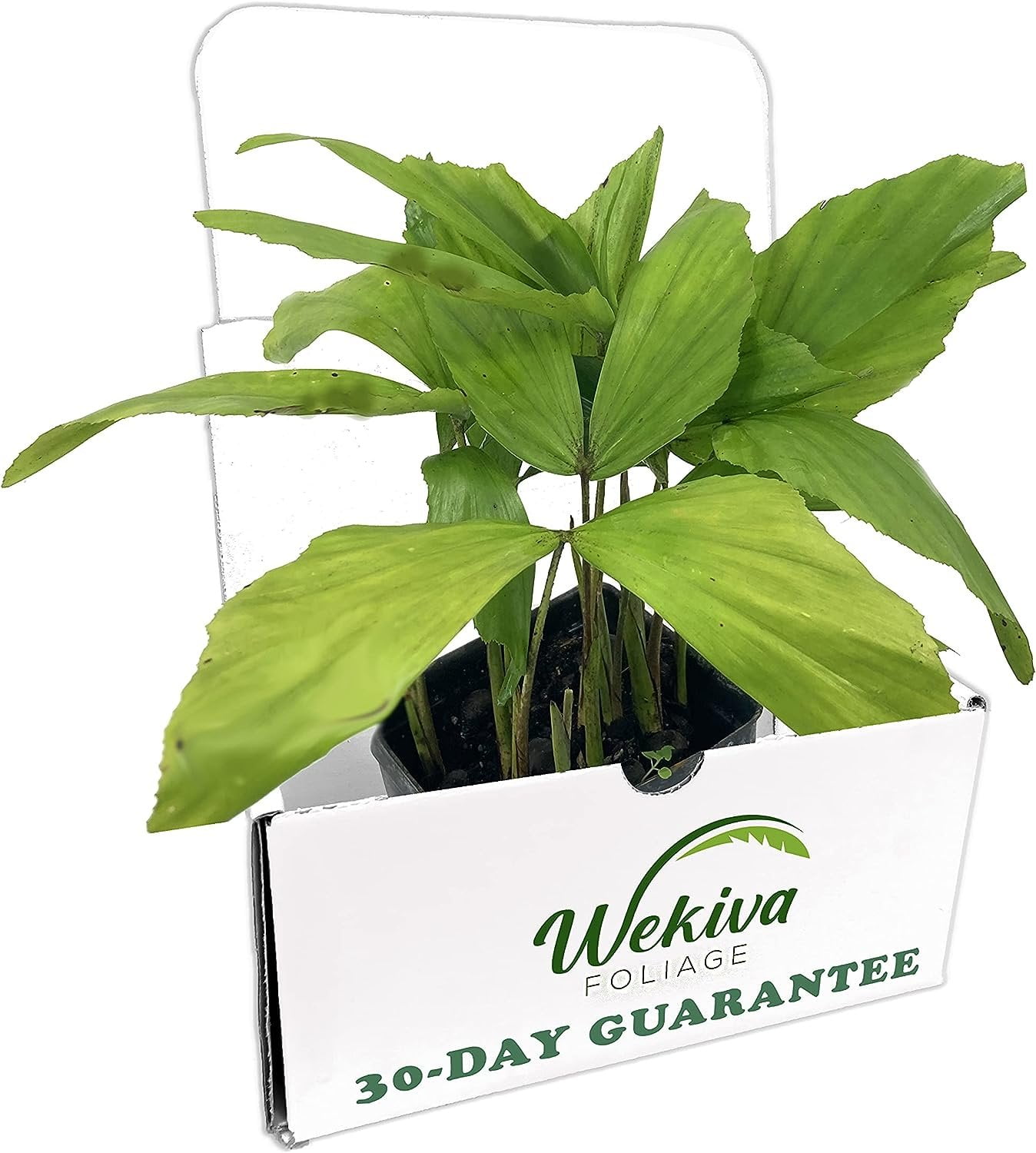 Fishtail Palm - 5 Live Plants in 4 Inch Pots - Caryota Mitis - Rare ...