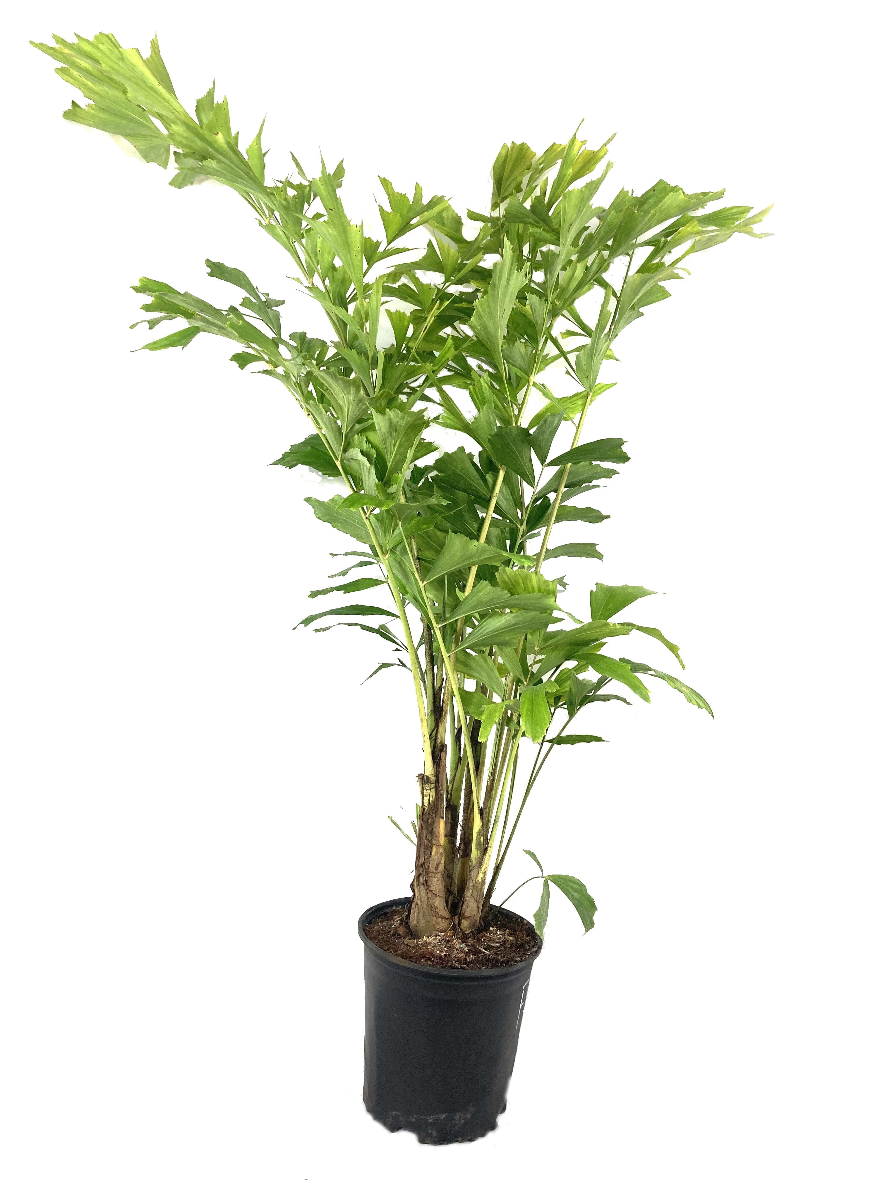 Fishtail Palm Hedge