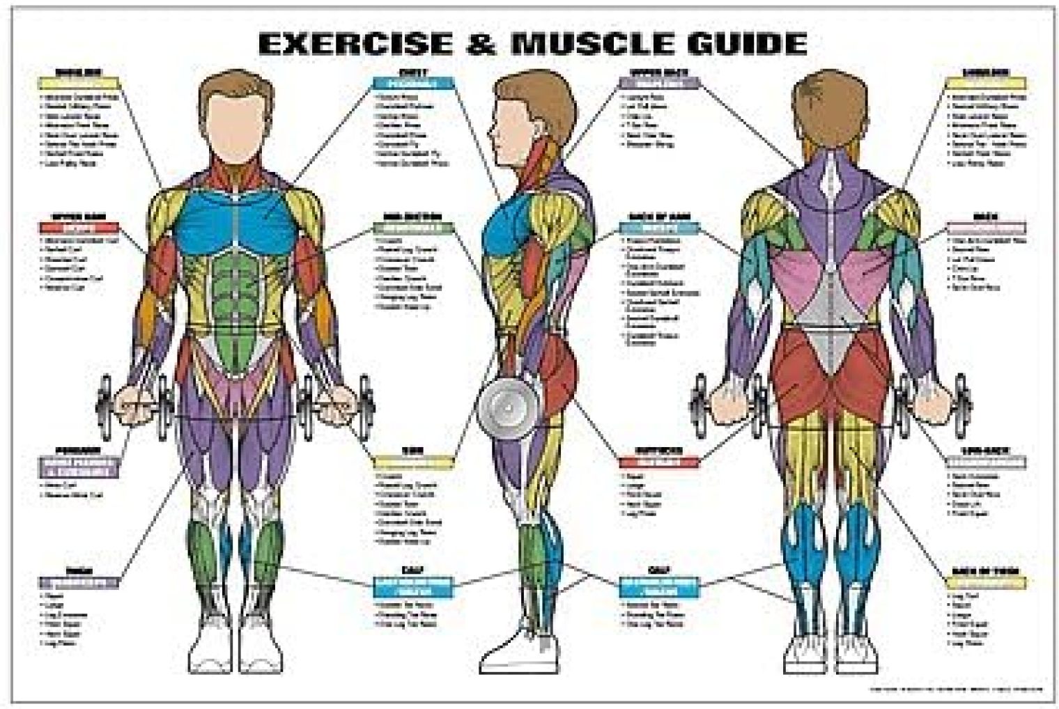 Fitnus Chart Series Exercise & Muscle Guide-Male 24