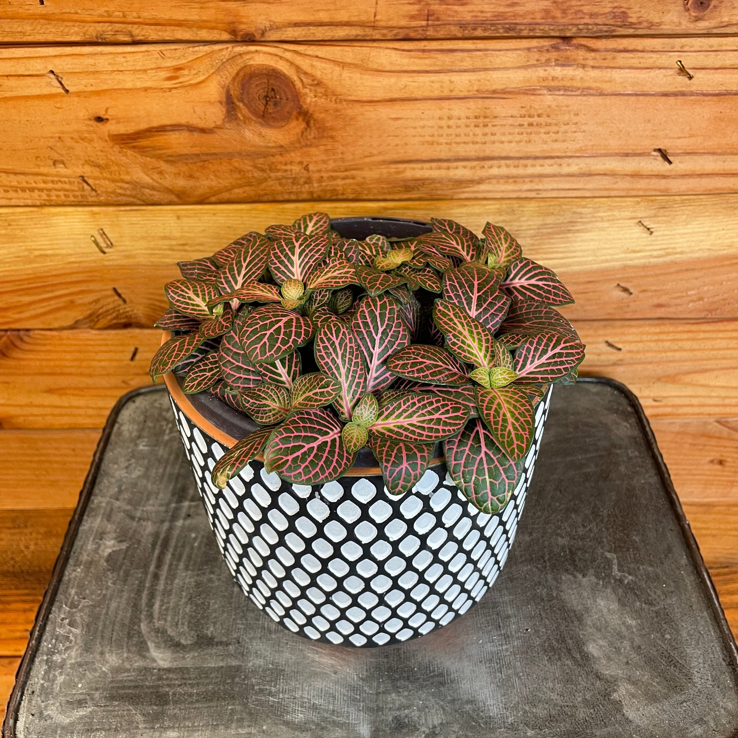 Fittonia Mini Pink Vein Nerve, 6" Plant - Walmart.com