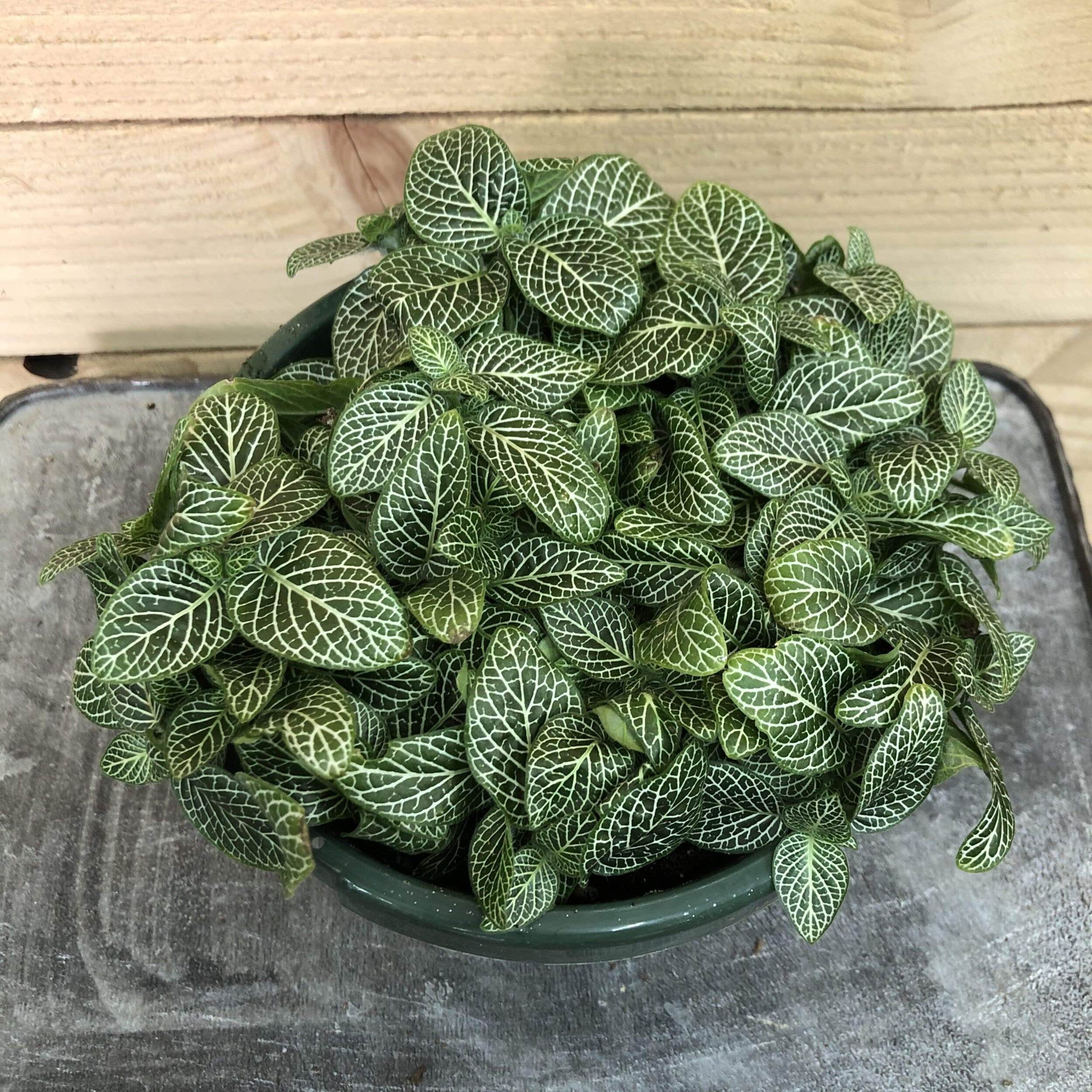 Fittonia Mini White Vein Nerve, 6" Plant, The Plant Farm - Walmart.com