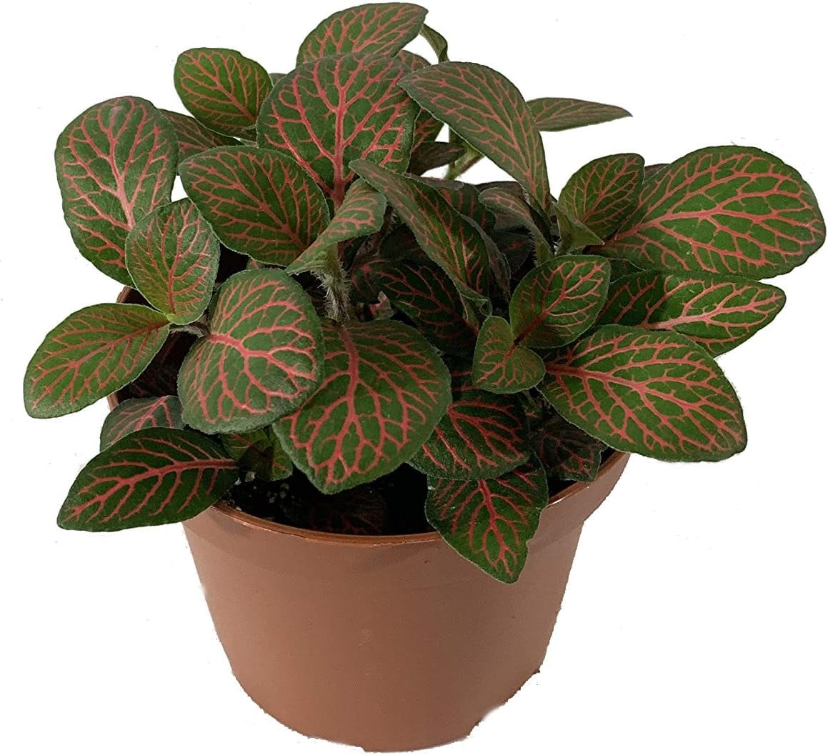 Fittonia Nerve Plant - 5 Live Plants in 4 Inch Pots - Fittonia ...