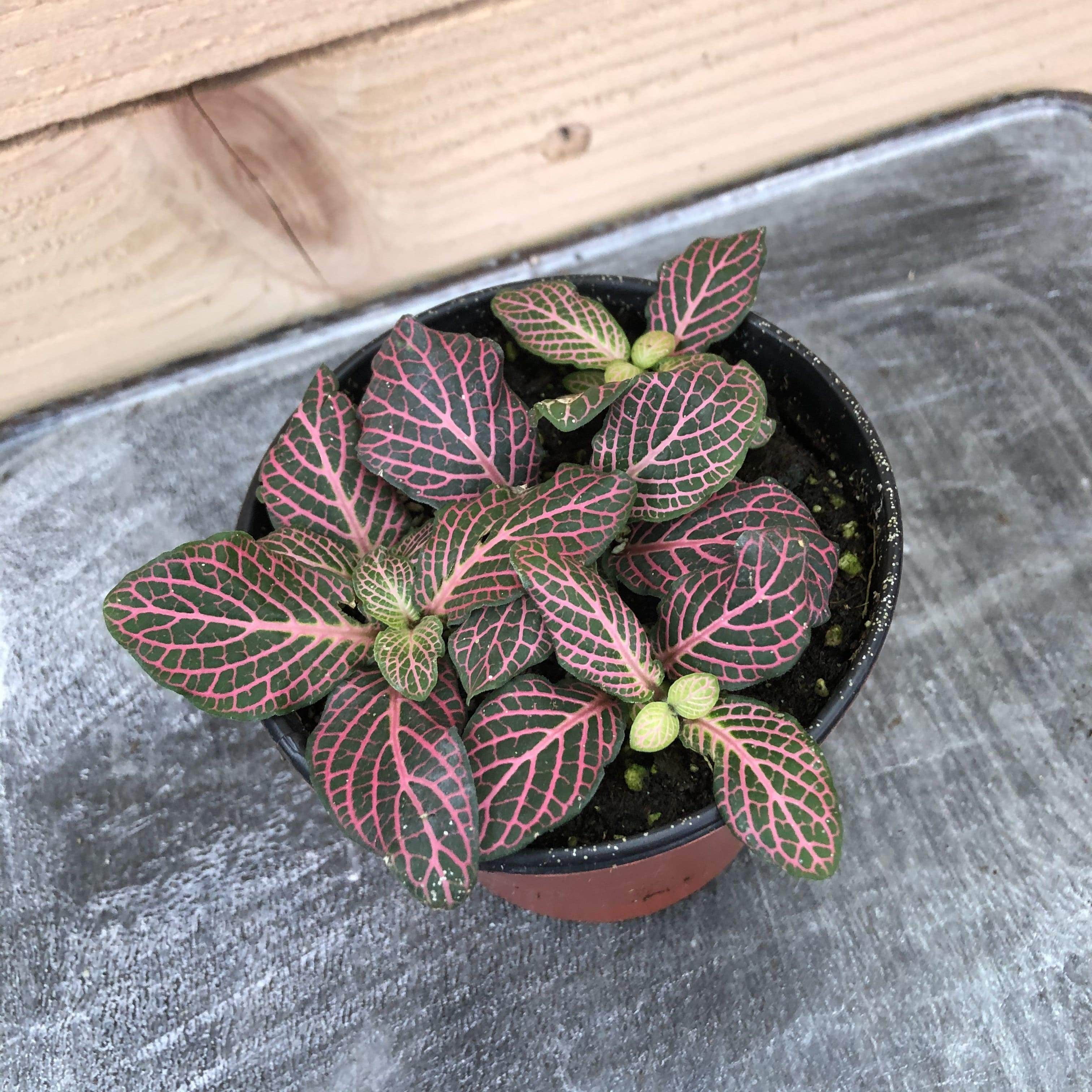 Fittonia Pink Anne Nerve, 4" Plant, The Plant Farm - Walmart.com